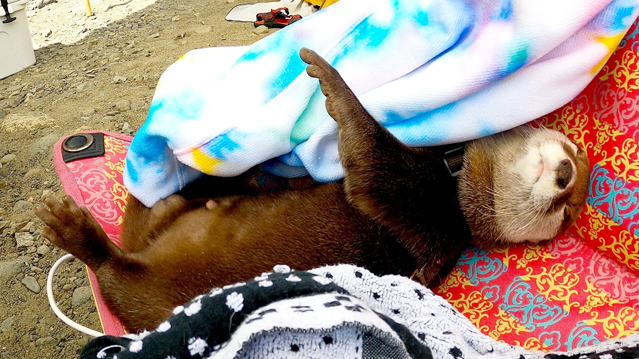 Otter's routine of playing and sleeping in the river. [Otter life Day ...