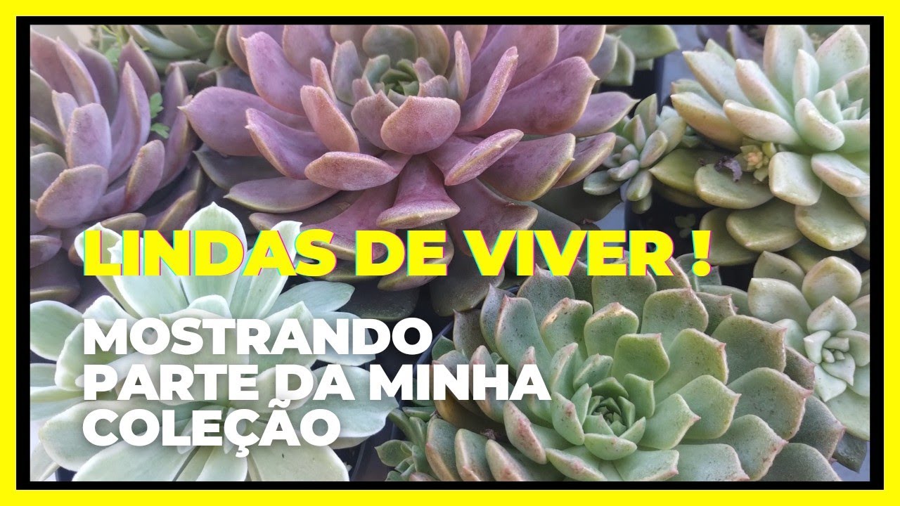 Suculentas Compactas - mostrando parte da minha coleção- Silvinho ...