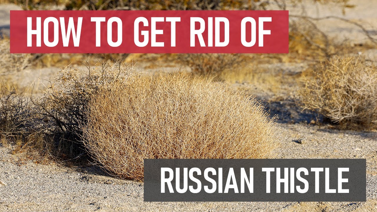 How to Get Rid of Russian Thistle (Tumbleweed) [Weed Management] - YouTube