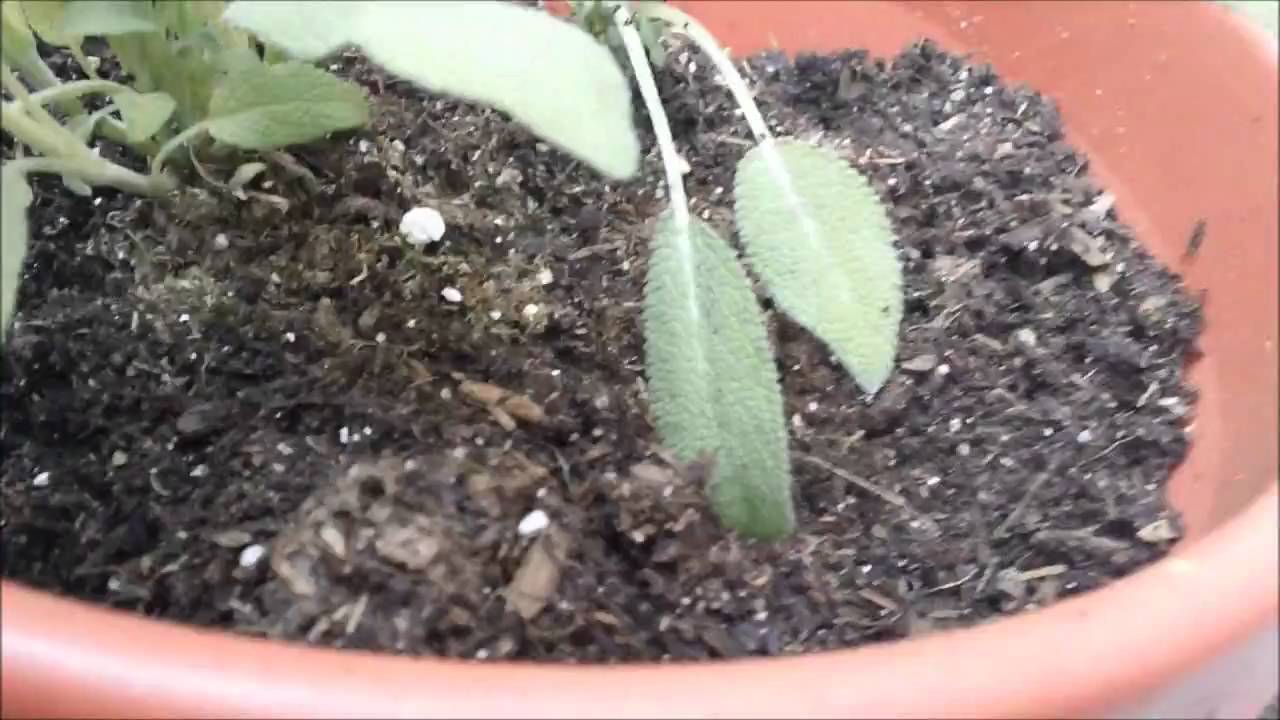 How to transplant Sage - YouTube