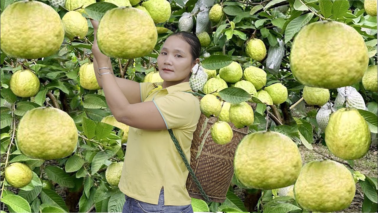 Harvest Blue Guava🍈 Goes to the market sell - build bamboo houses ...