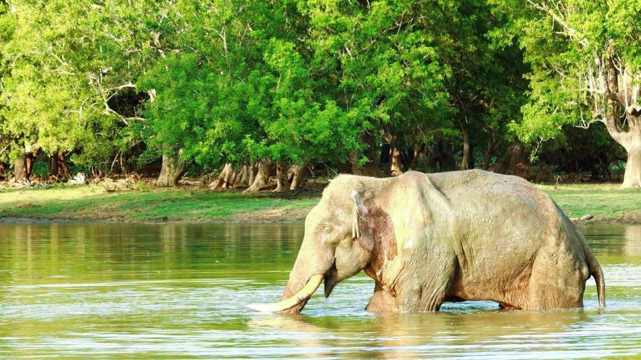 Agbo the elephant king descends into the lake. - YouTube