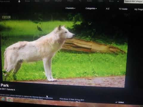 Longleat 3 Wolves - YouTube