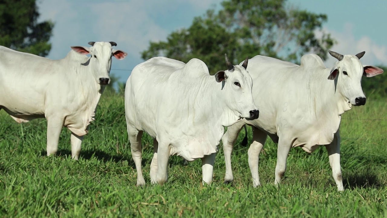 LOTE 16 CAXI 1000,1636,1772,1857 1 MP4 - YouTube