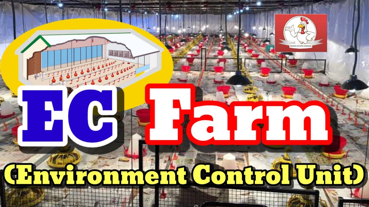 EC Poultry Farm || #EC_Poultry_Farm_Cost || #BroilerFarming || #ECFarm ...