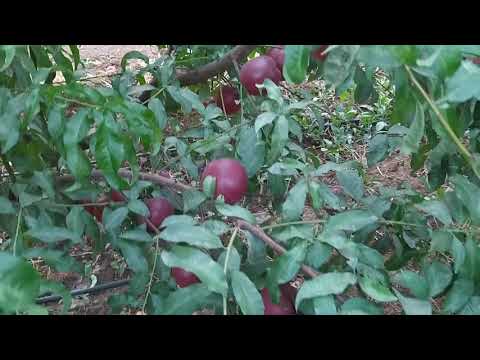 Macique sortu nektarin 3 cu yarpaq ili.70 mm + kalibr