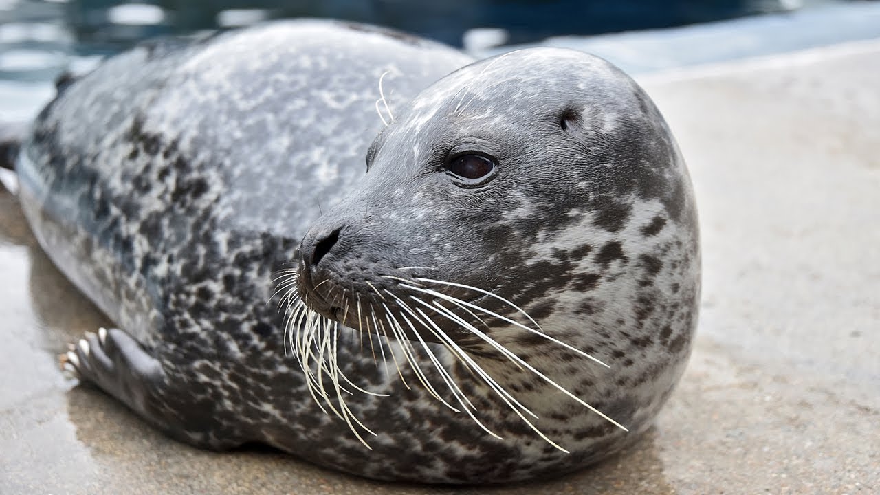 Providing A Helping Hand For Two Seals - Aquarium Rehab - YouTube