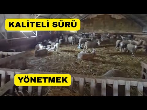 Profesyonel Koyun Çiftliği Kurmanın Püf Noktaları!