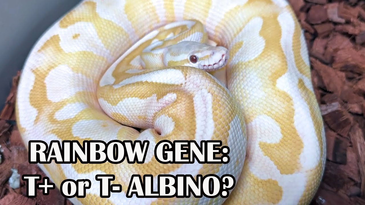 EXCITING RAINBOW GENE COMBOS! - YouTube