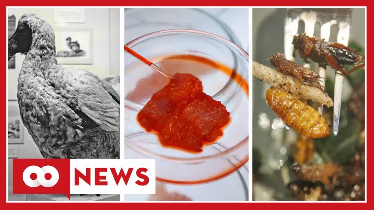 The future of food: Dodo, crickets and plants. What will we be eating ...
