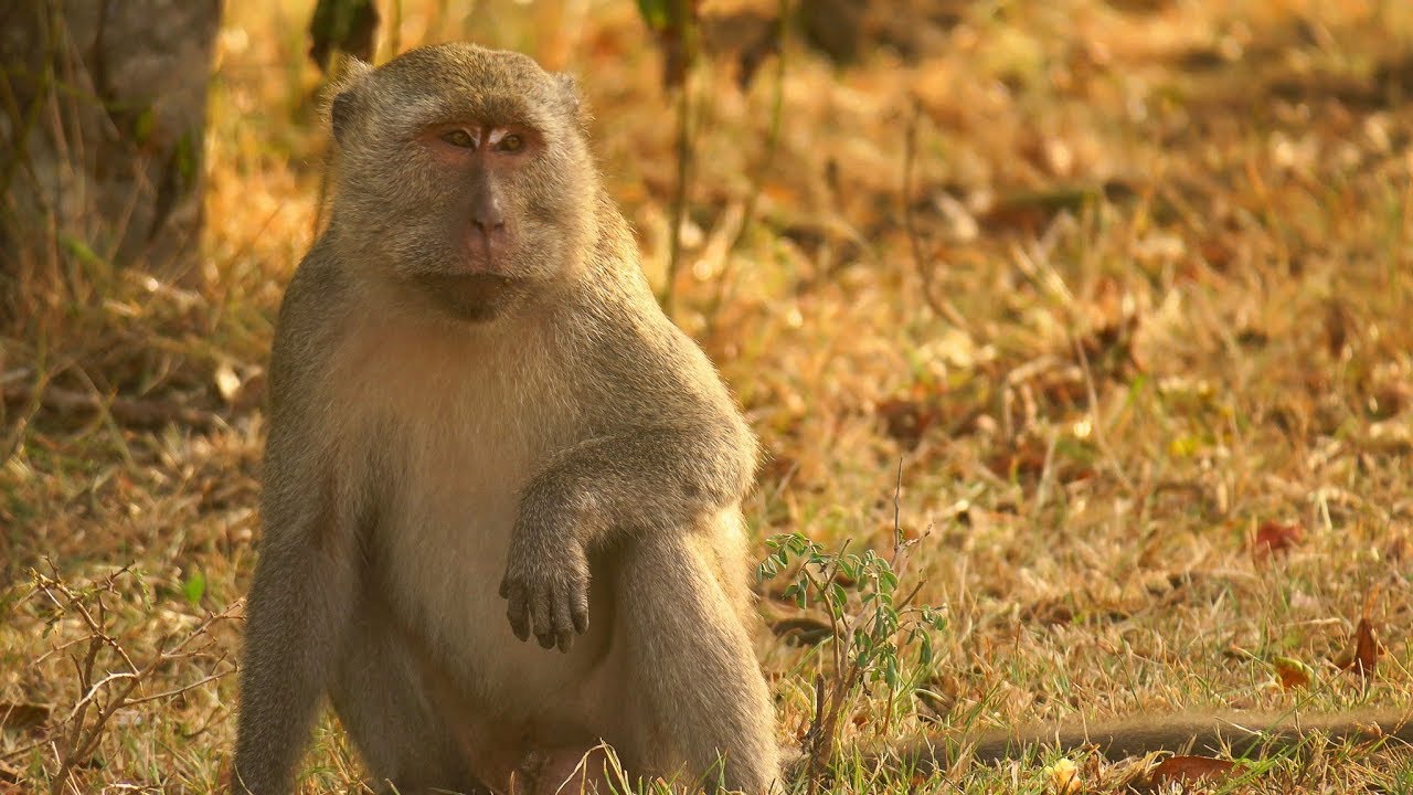 Long-tailed macaque (Macaca fascicularis) & Komodo dragon - YouTube