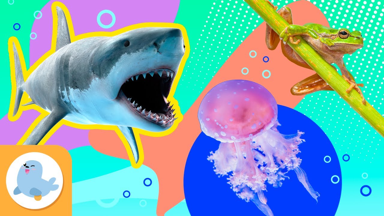 AQUATIC ANIMALS for Children 🦈🪼 SHARK, JELLYFISH and FROG 🐸 Compilation ...