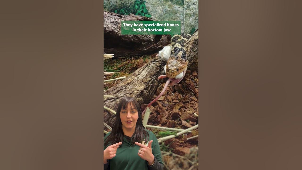 Debunking Wildlife Myths: Snakes Don't Unhinge Their Jaws To Eat # ...