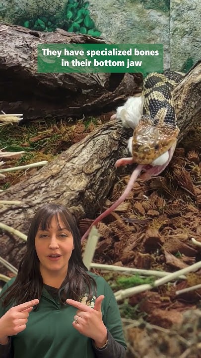 Debunking Wildlife Myths: Snakes Don't Unhinge Their Jaws To Eat # ...