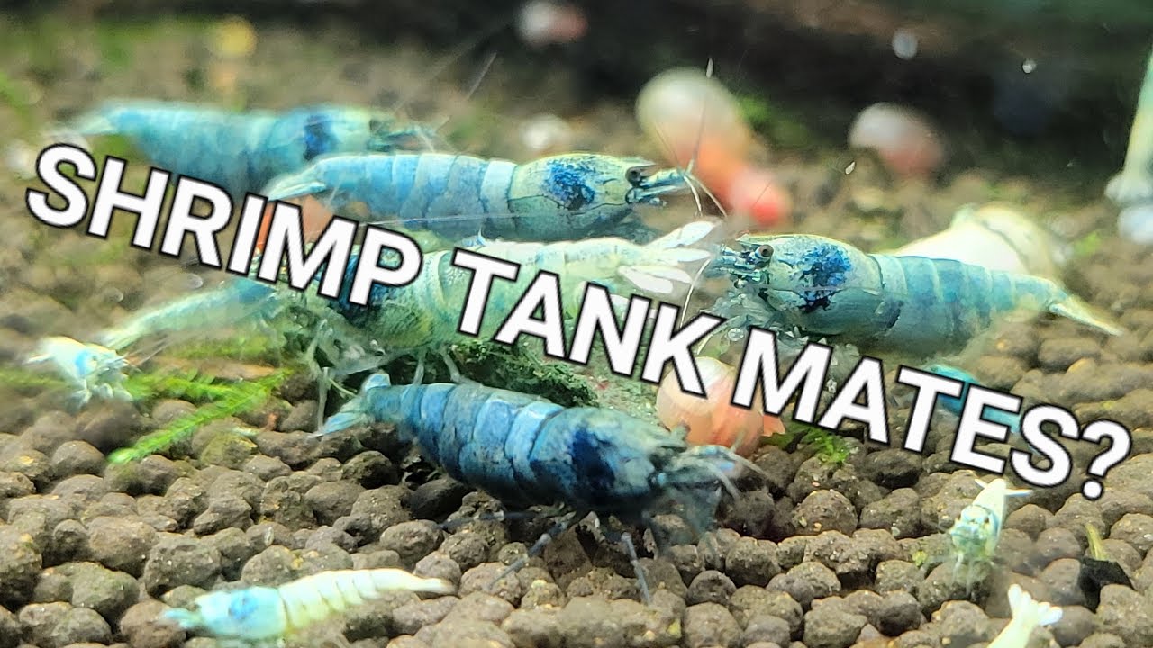 Shrimp Tank Mates - What Can You Keep With Your Shrimp? - YouTube