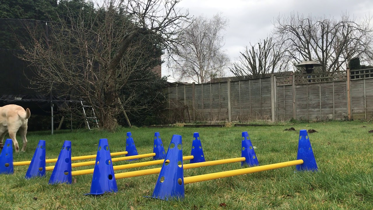 Canine physiotherapy - cavaletti rails - YouTube