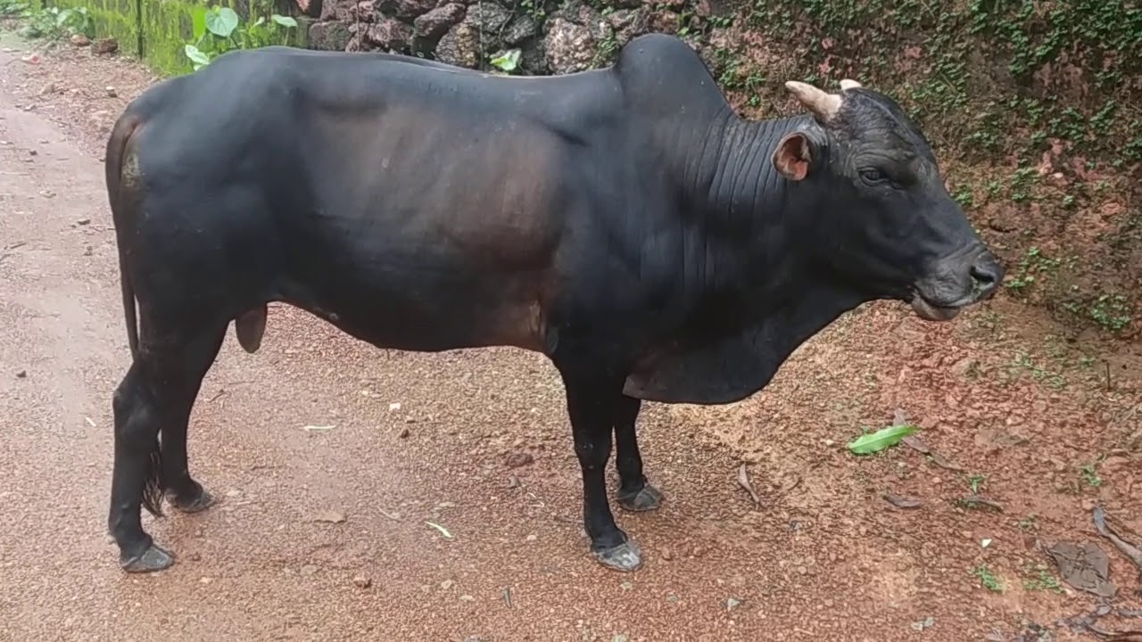 ಶಾಂತ ನಂದಿ. Calm Bull. - YouTube