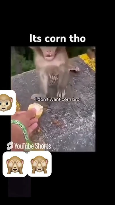 It’s just corn lol bro.. - YouTube