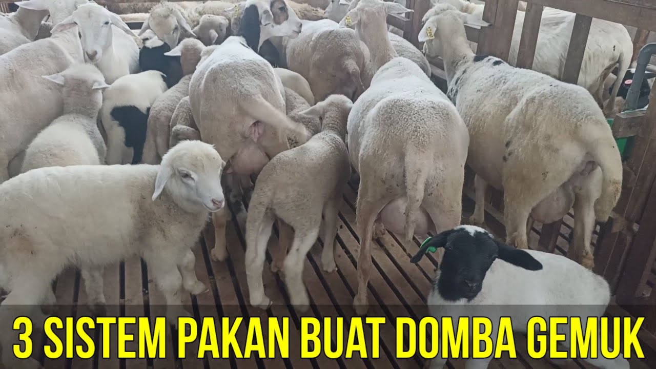 3 CARA BUAT PAKAN BISA BUAT DOMBA GEMUK DAN CEMPE CEPAT GEDE - YouTube