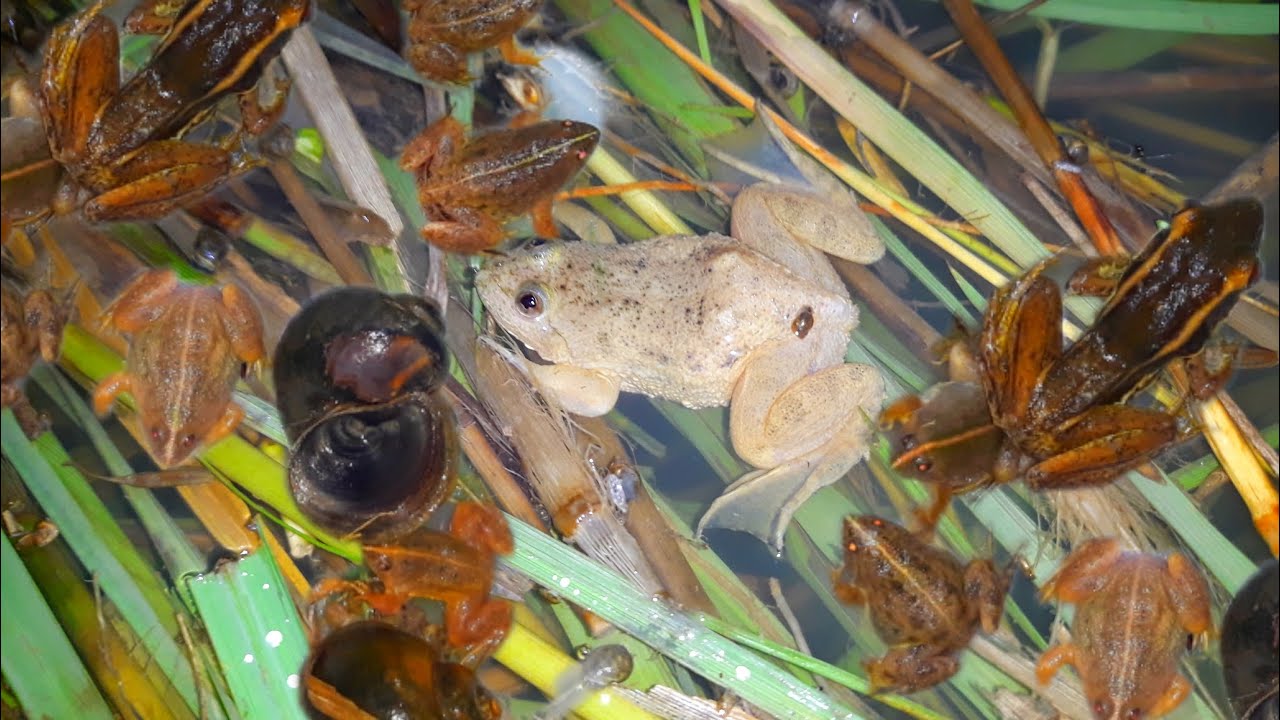 🔥🐸🐌🐸Today I went hunting for frogs in a flooded field - YouTube