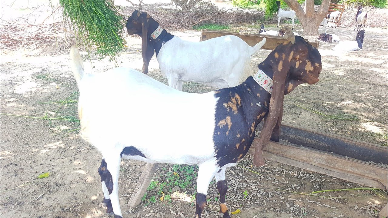 Worlds No 1 Pateri Goat Breed |Documentary - YouTube