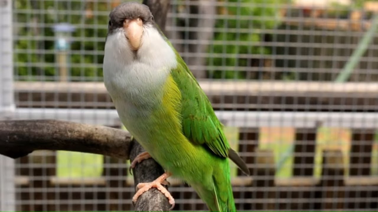 The Sound of a Sierra Parakeet also known as the Aymara Parakeet or ...
