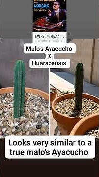A little update on Malo's Ayacucho x Huarazensis - YouTube
