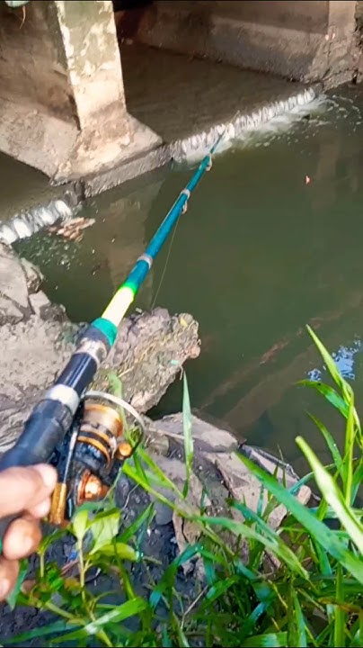 mancing di gorong gorong#shorts - YouTube