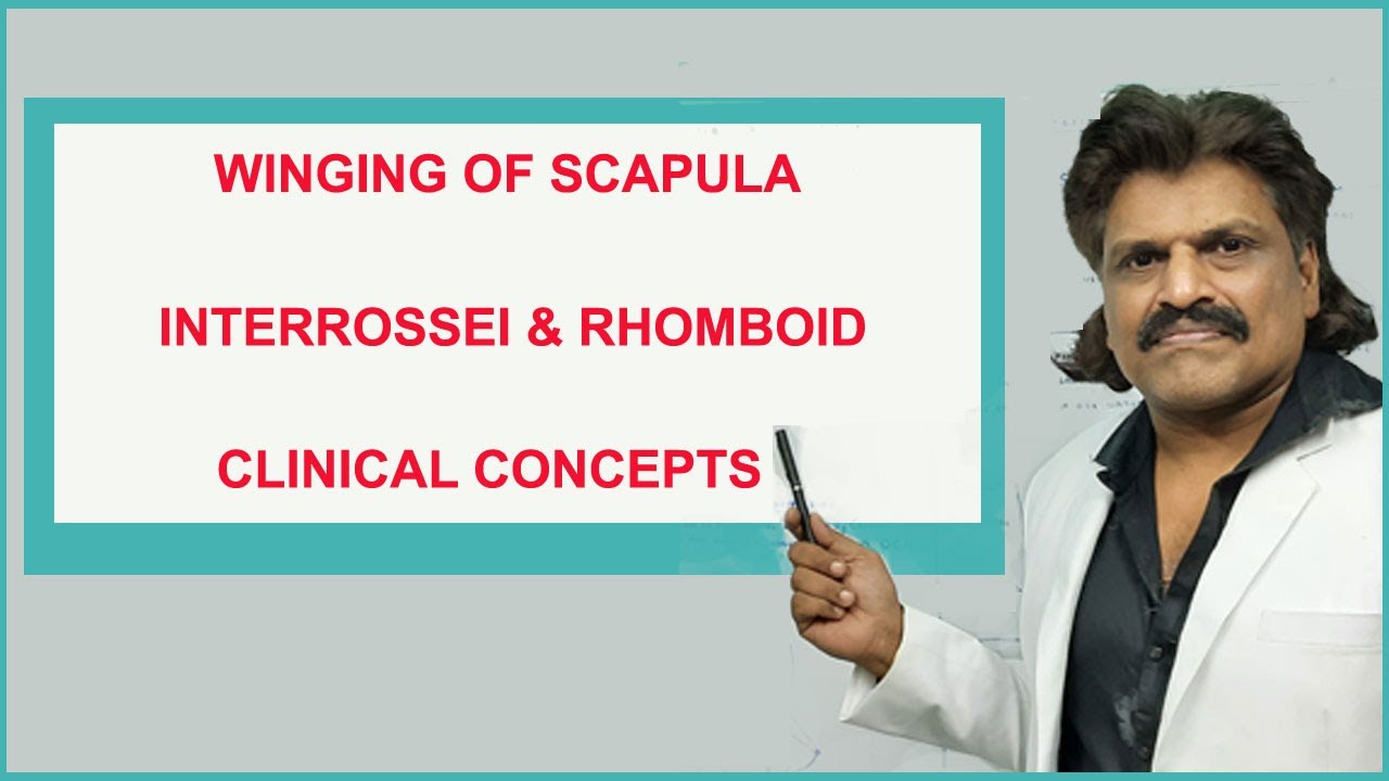WINGING OF SCAPULA, INTERROSSEI & RHOMBOID CLINICAL CONCEPTS - YouTube