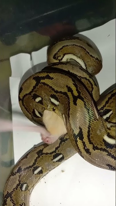 reticulated python feeding - YouTube