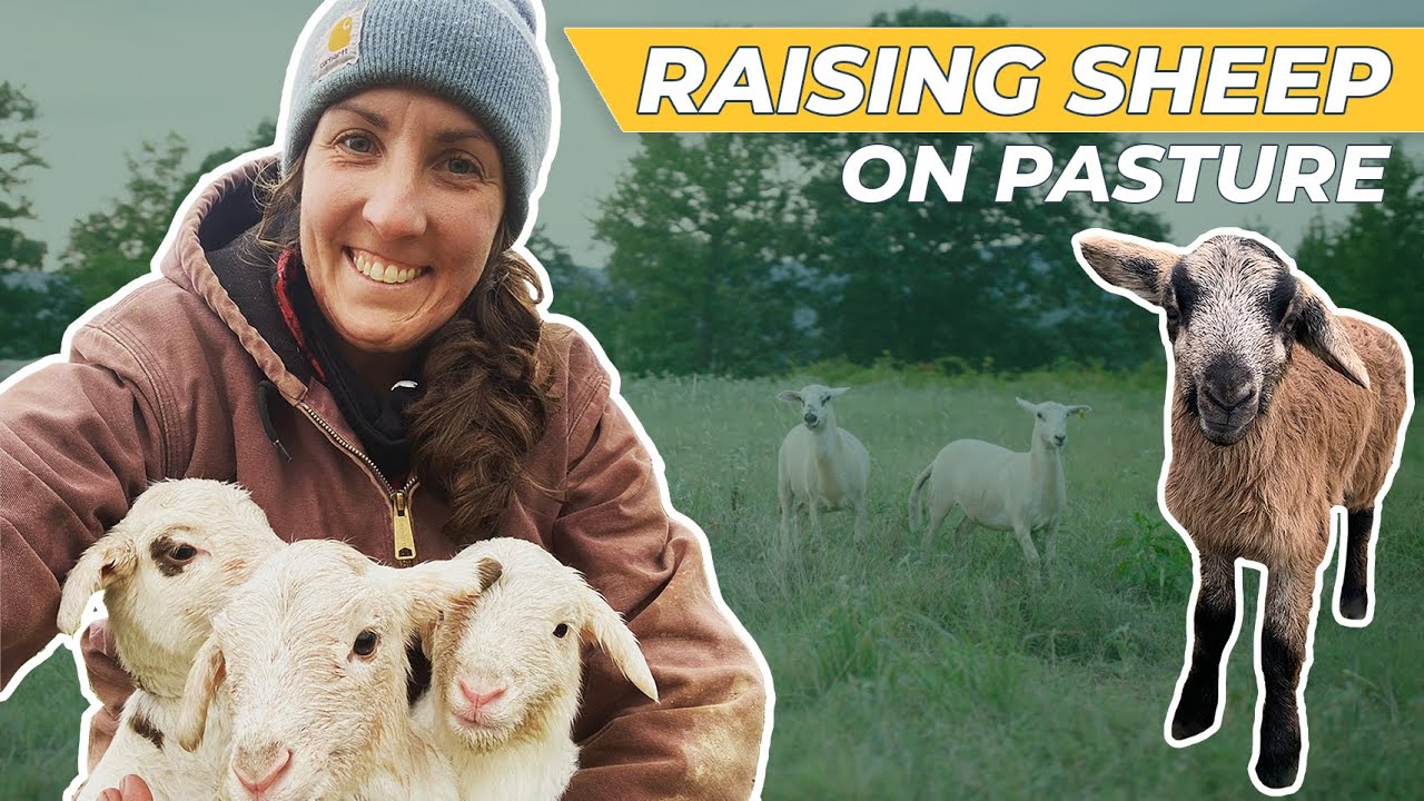 How to Raise Sheep - [Regenerative Agriculture] - YouTube