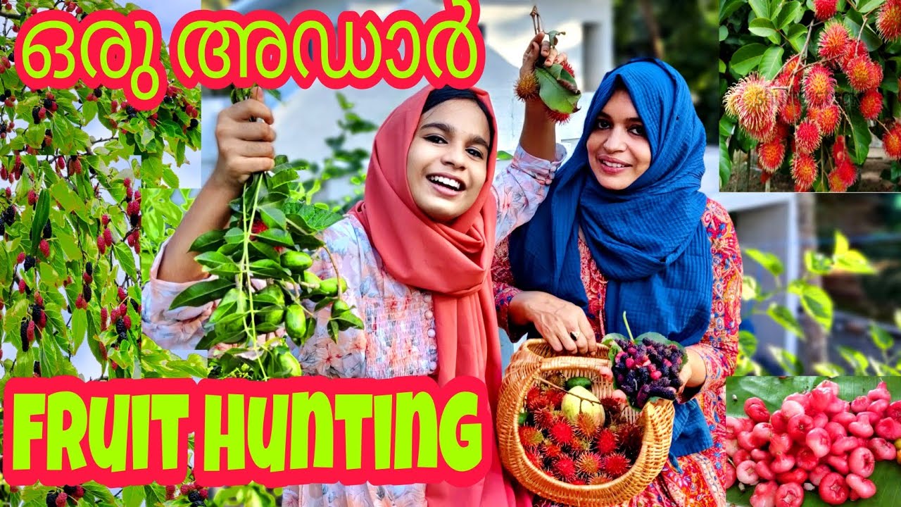 എൻ്റ വീട്ടിലെ fruits garden | fruits hunting | plants hunting | 15 ...