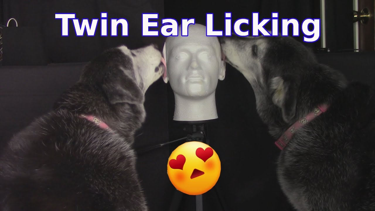 The Greatest Twin Ear Licking Ever ASMR 쌍둥이 귀 핥기 双耳の舐め - YouTube