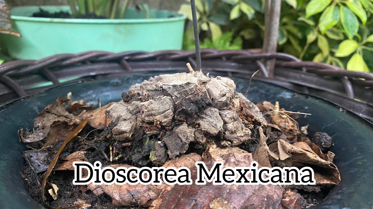 Planta piedra/ planta caparazón de tortuga / Dioscorea Mexicana - YouTube