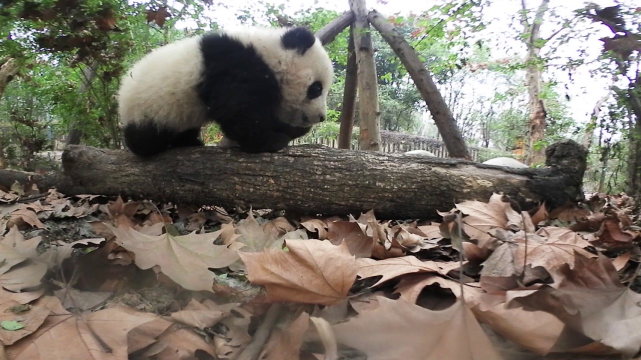 Nikon KeyMission 360 : Baby Panda [360도 영상] - YouTube