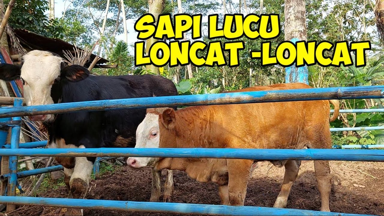 Sapi Kecil Loncat - loncat - YouTube