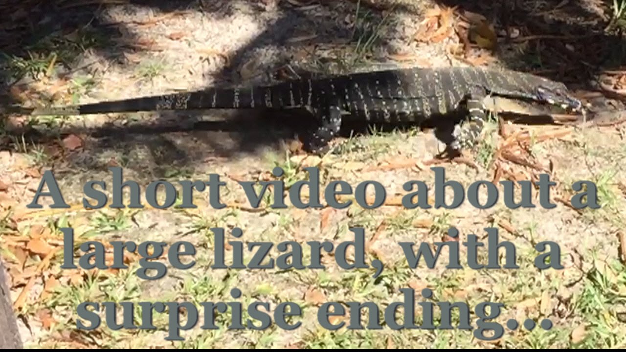 Lizard Surprise - YouTube