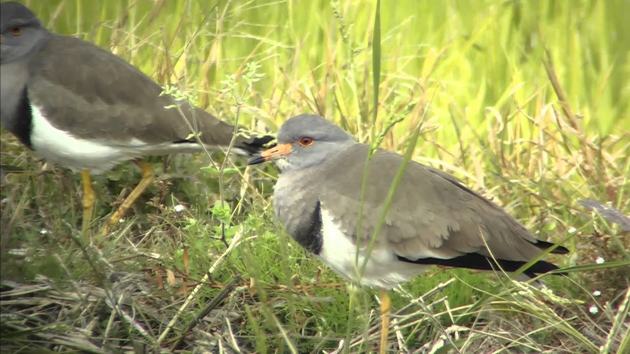 野鳥撮影・ 野鳥 ケリ Grey-headed lapwing - YouTube