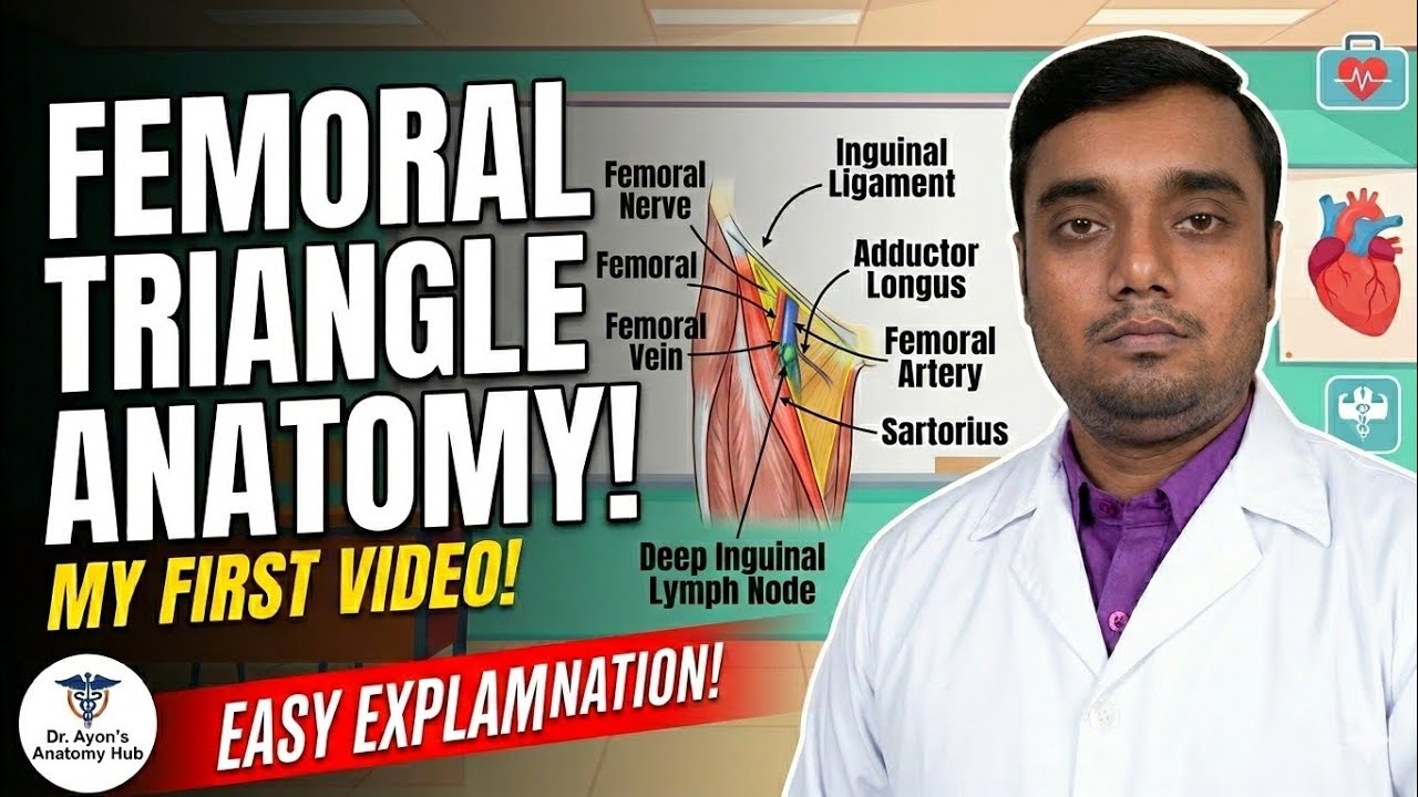 Femoral Triangle Anatomy: Boundaries, Contents. | MBBS, BHMS, BAMS, BPT ...