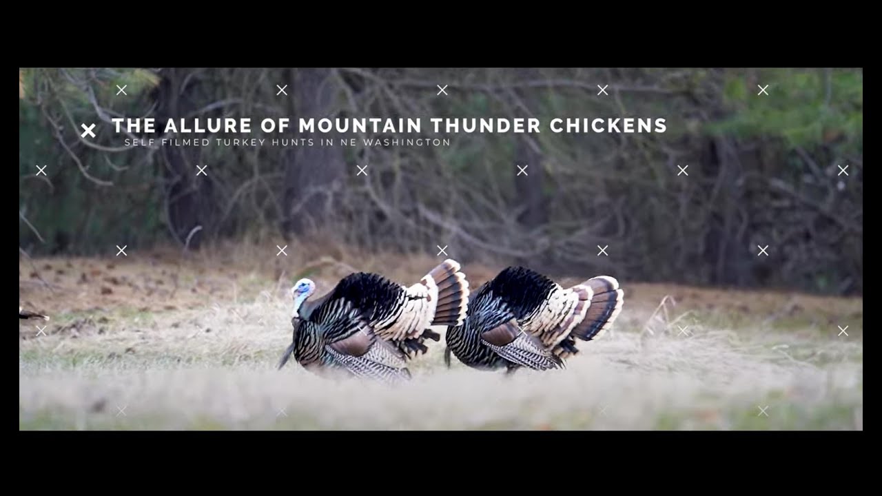 The Allure of Mountain Thunder Chickens - Self Filmed Turkey Hunts in ...