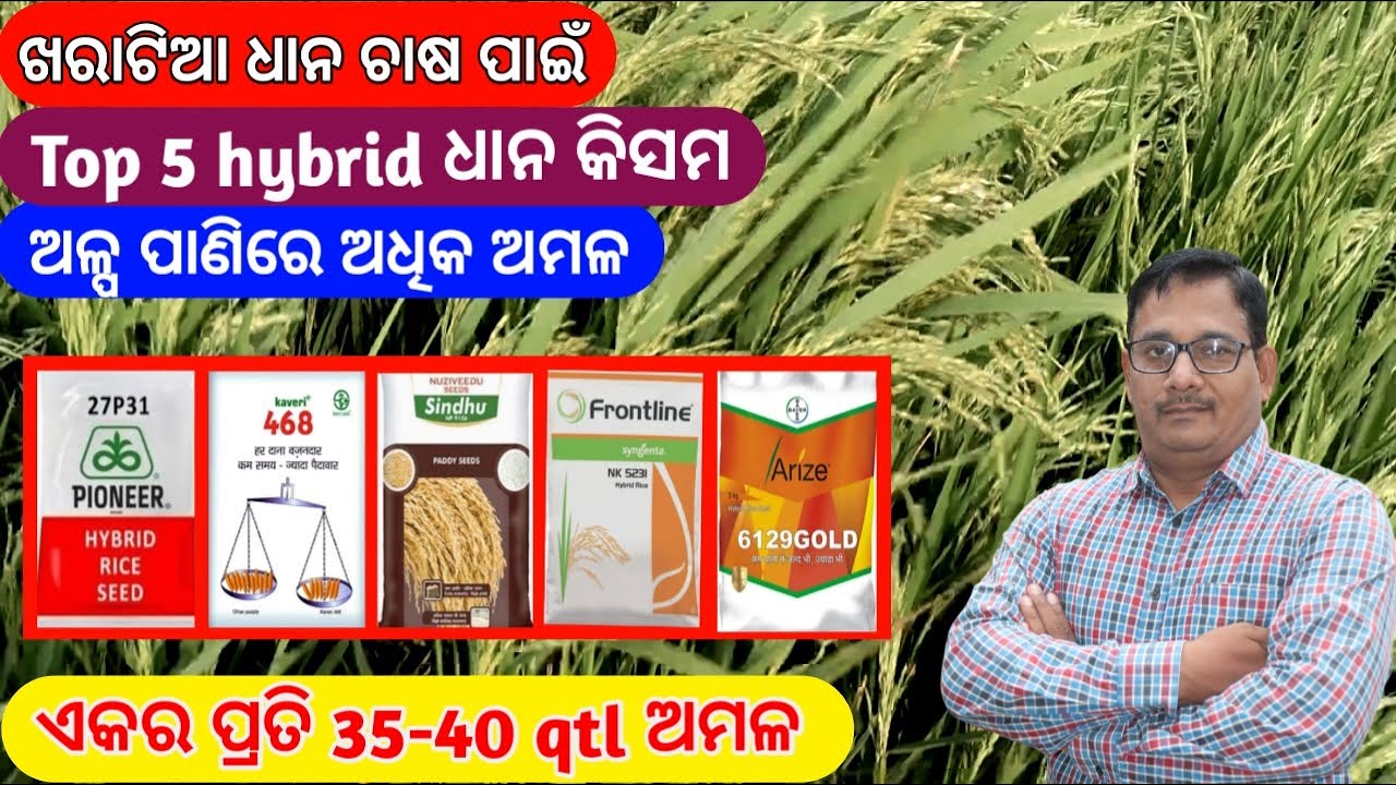 Rabi Paddy Varieties Rabi Paddy seed Top 5 Hybrid କିସମ - YouTube