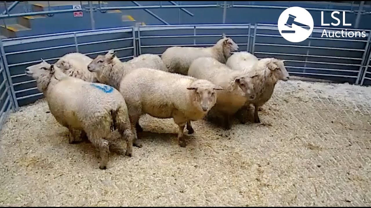 LSL Auctions - Great stock at Corrin Mart, Cork Co-Op Mart. Good clean ...