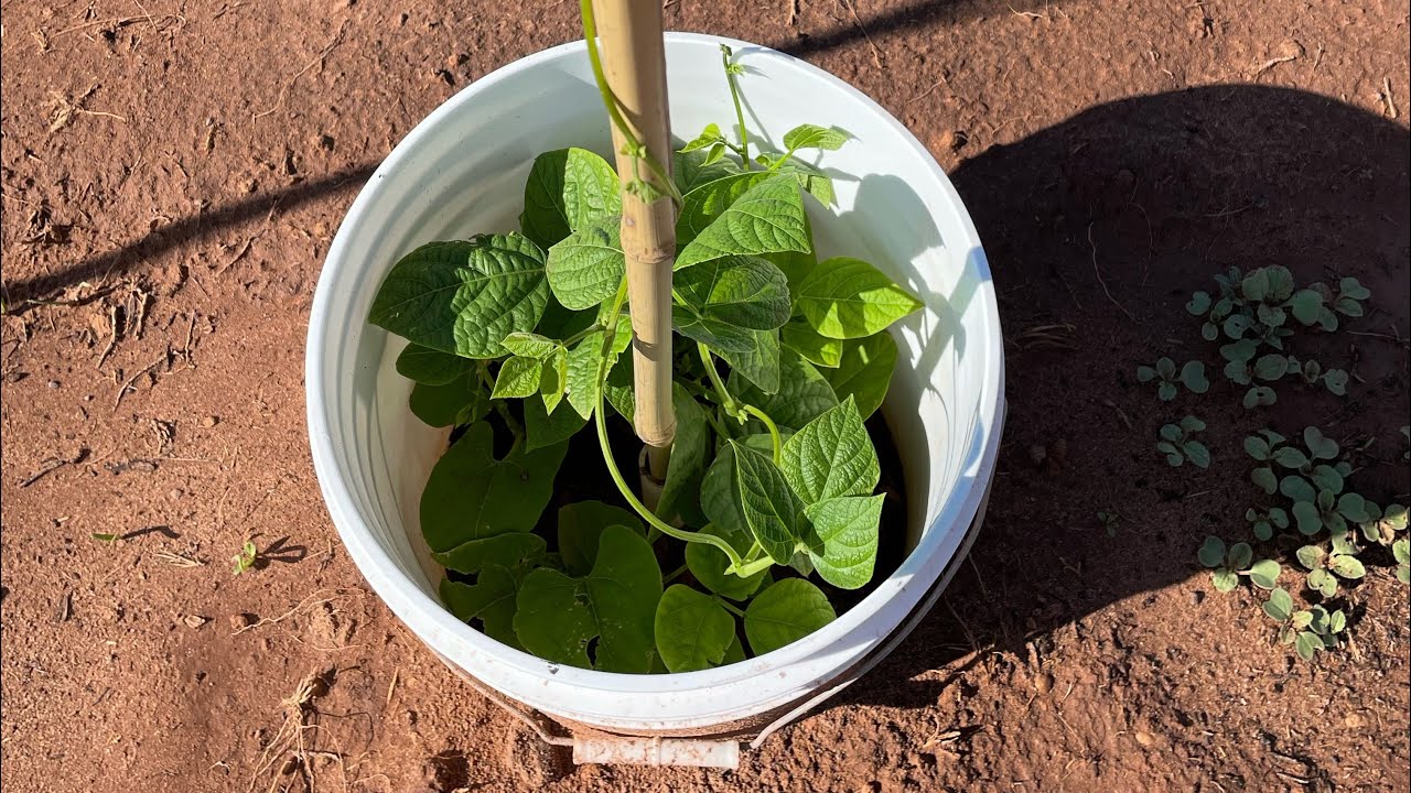 Gardening With Bottomless Buckets - YouTube