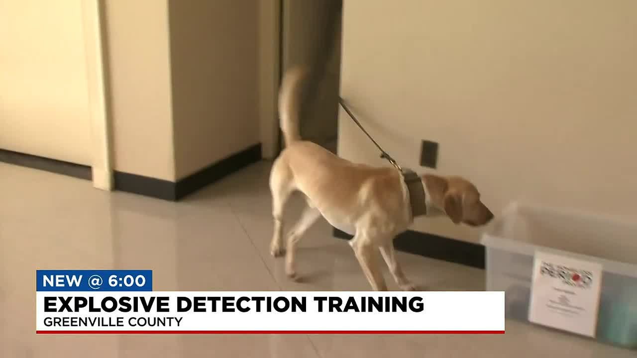 K-9 take part in explosive detection training at Furman - YouTube