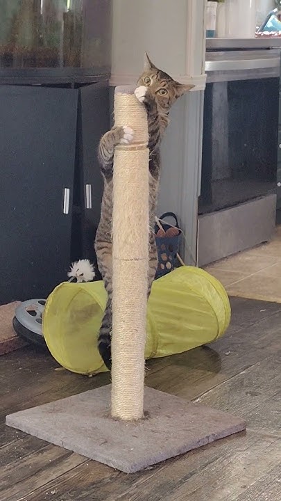 catnip fever part 2 - YouTube