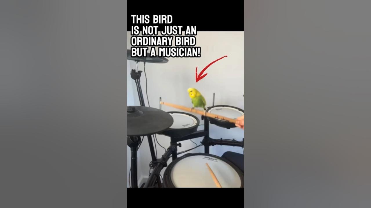 This Little Bird Can Actually Sing?🥳🥳🥳 #shorts #bird #lovebird - YouTube