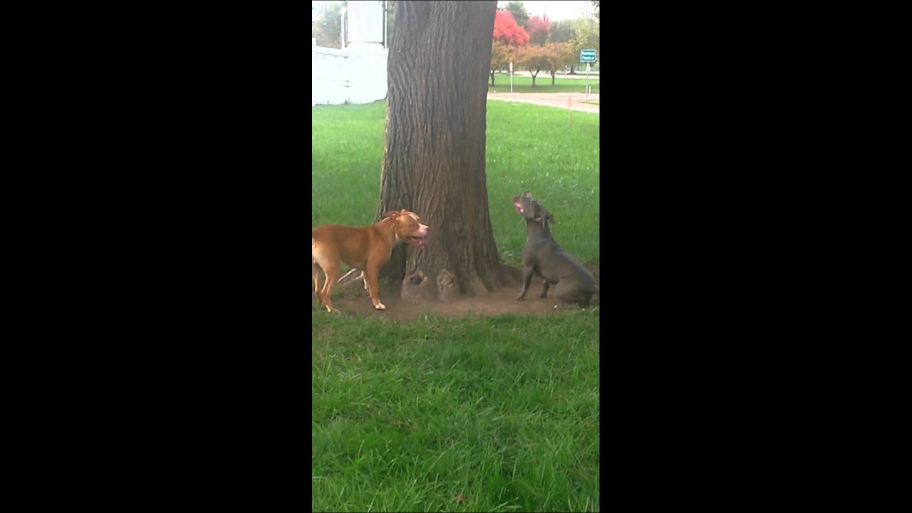 Blue nose pitbull climbs tree - YouTube