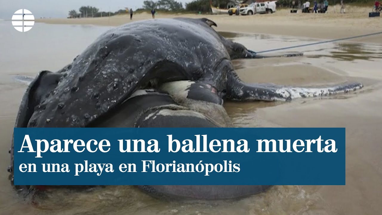 Aparece una ballena muerta en una playa de Brasil - YouTube