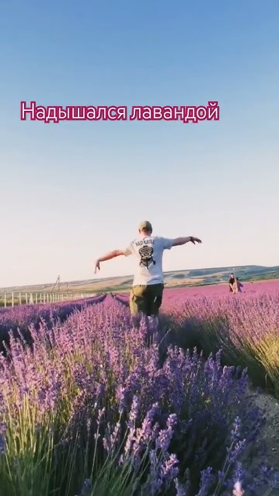 В лавандовых полях Крыма крым лаванда лето Youtube