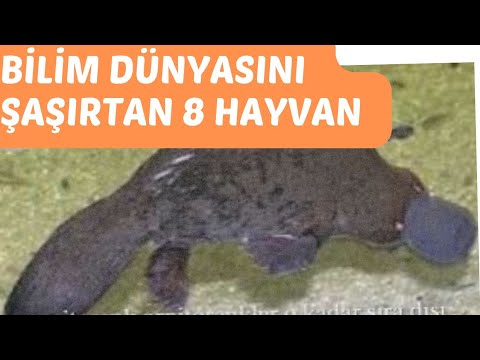 İnanılmaz Ama Gerçek: Bilim Dünyasını Şaşırtan 8 Hayvan
